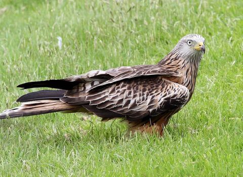 Red kite | Shropshire Wildlife Trust