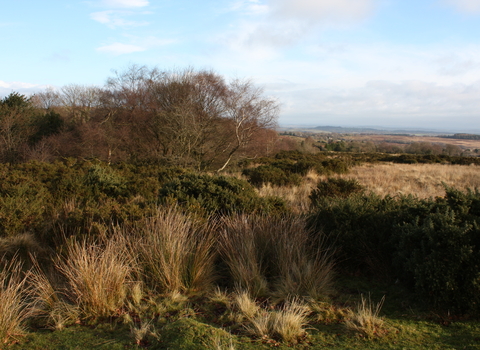 Whitcliffe Common | Shropshire Wildlife Trust