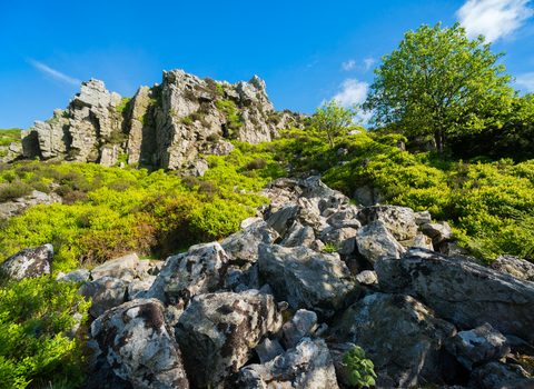 Brook Vessons | Shropshire Wildlife Trust