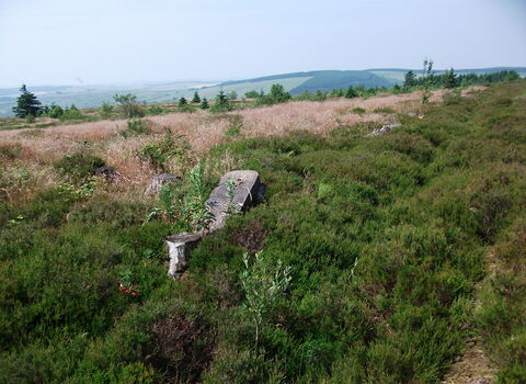 Clunton Coppice | Shropshire Wildlife Trust