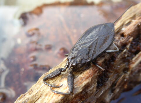 Invertebrates, crustaceans and microscopic creatures | Shropshire ...