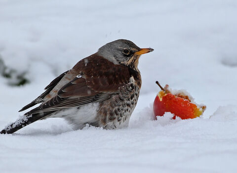 How to identify winter thrushes | Shropshire Wildlife Trust